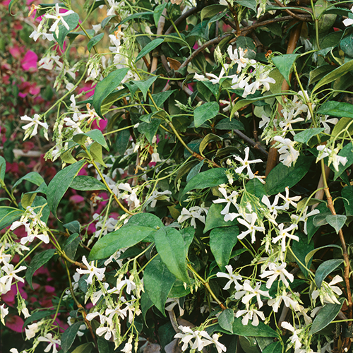 Gorgeous twining climber with fragrant summer blooms — Plants2Gardens