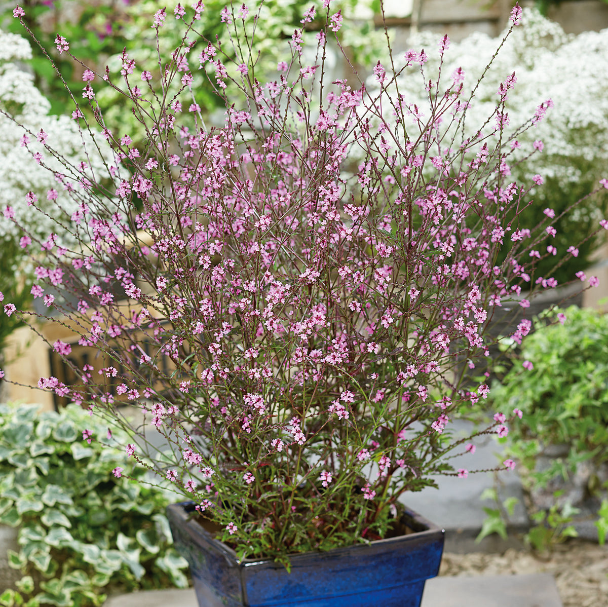 Buy Verbena Bampton Online For Only £20 — Plants2Gardens