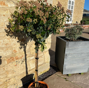 Viburnum Tinus Patio Standard 9 Ltr | Plants2Gardens