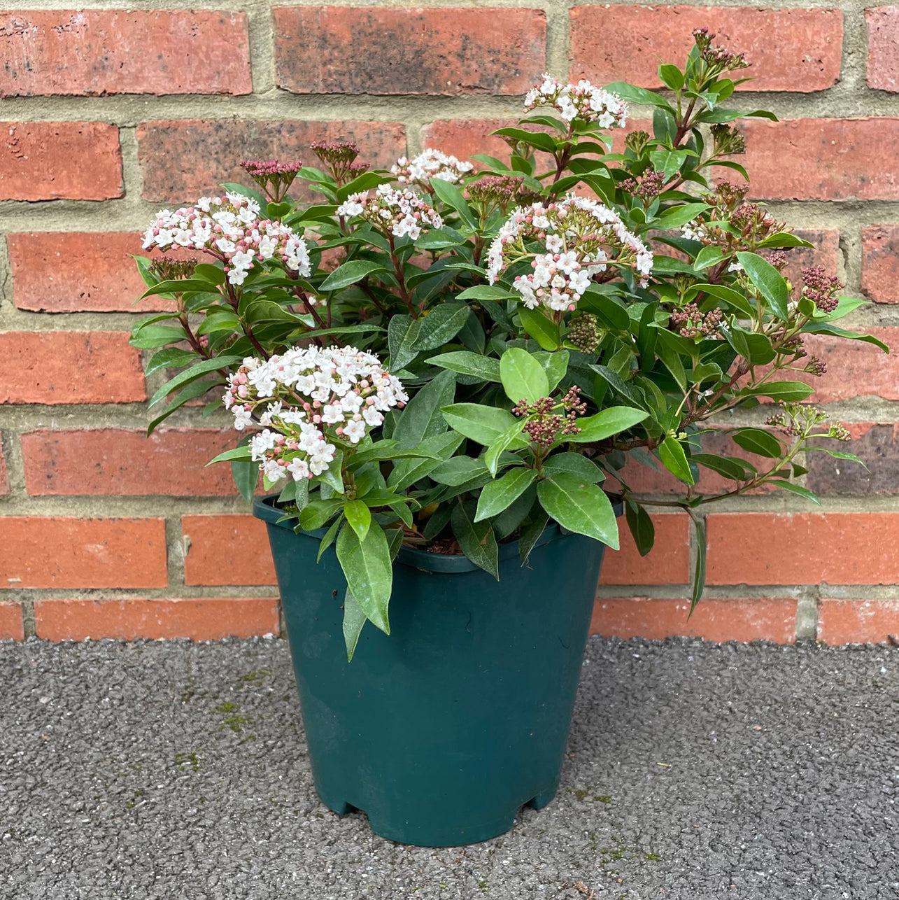 Buy Christmas Gifts for Gardeners Online from Plants2Gardens