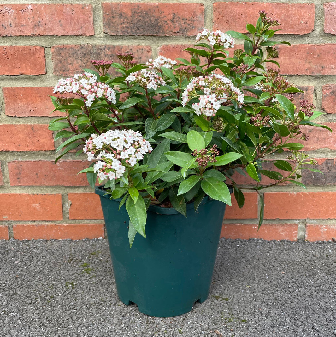 Buy Viburnum Tinus Eve Price Plants Online For Only £24 — Plants2Gardens