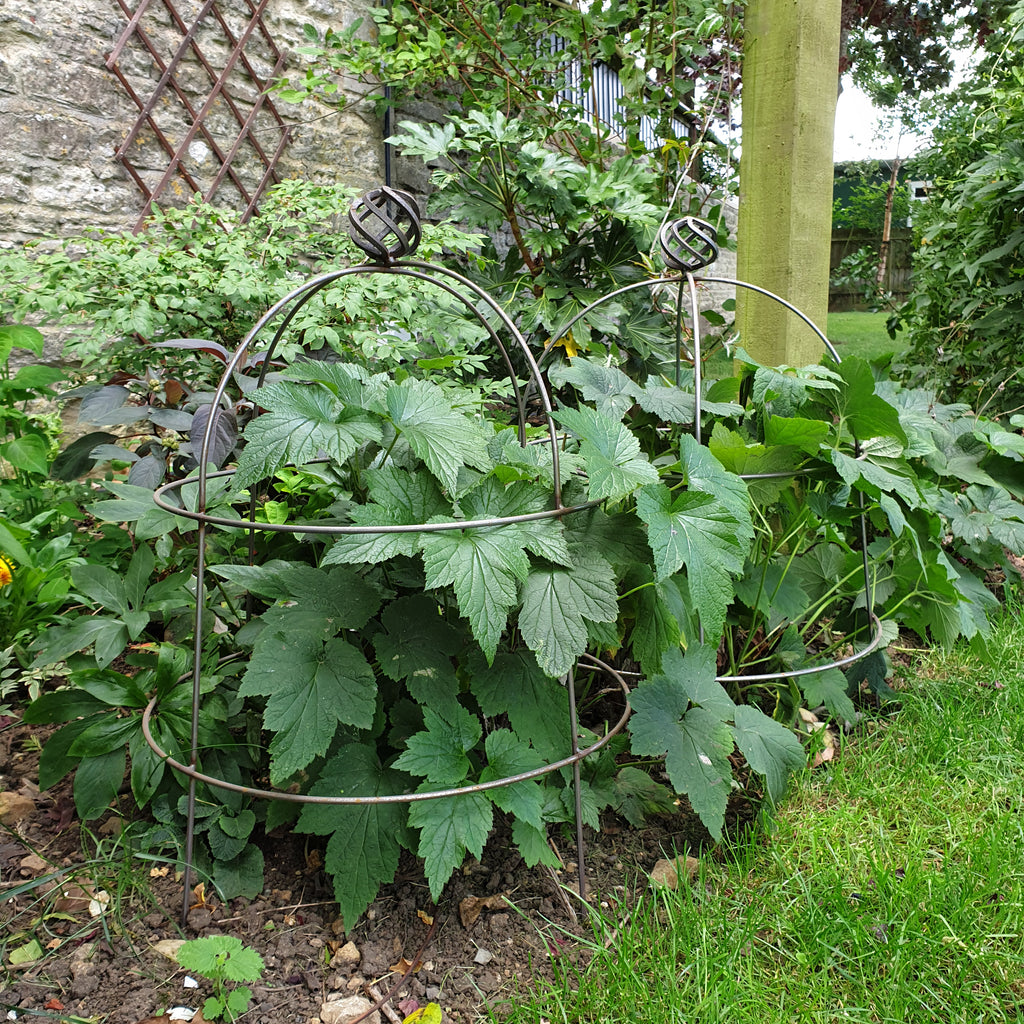 Plant Supports — Plants2Gardens