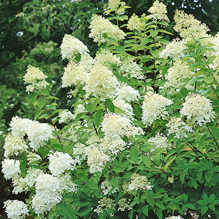 Hydrangea Limelight Standard (5 Litre) £40.00 by Plants2Gardens