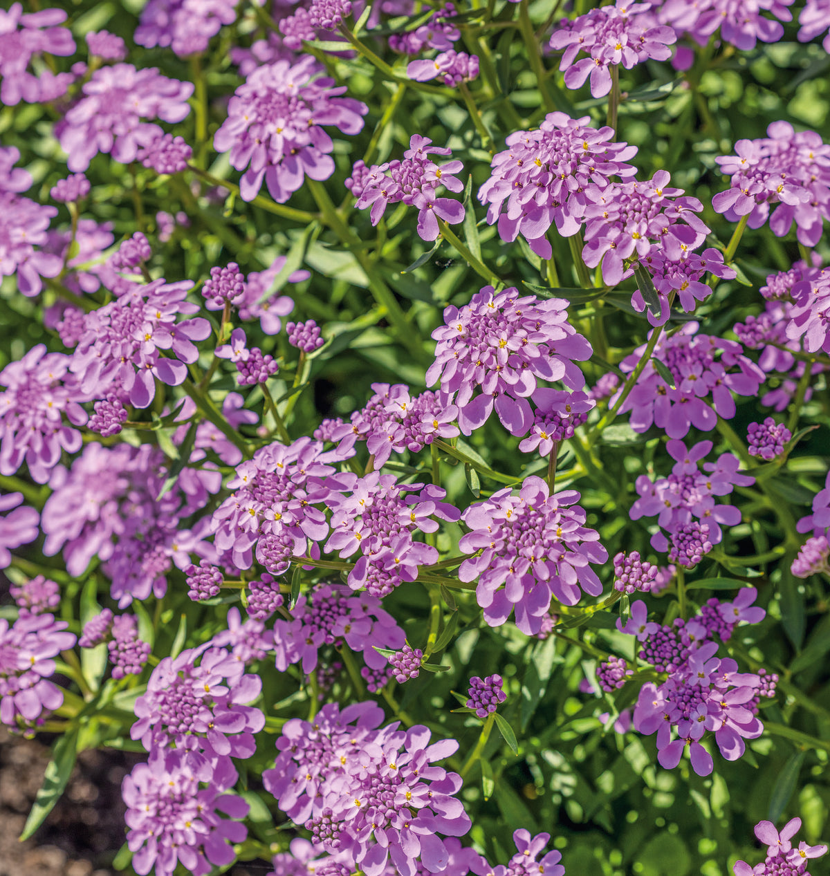 Buy Iberis Mermaid Lavender Online For Only £20 — Plants2Gardens