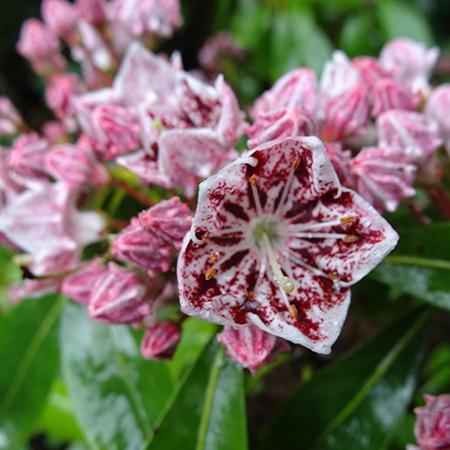 Buy 4 litre Potted Kalmia Online For Only £34 — Plants2Gardens