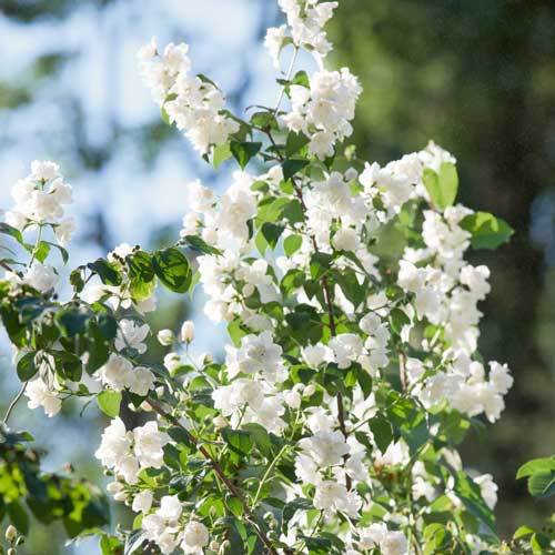 Buy Mock Orange Philadelphus Plants Online For Only £7.00 — Plants2Gardens
