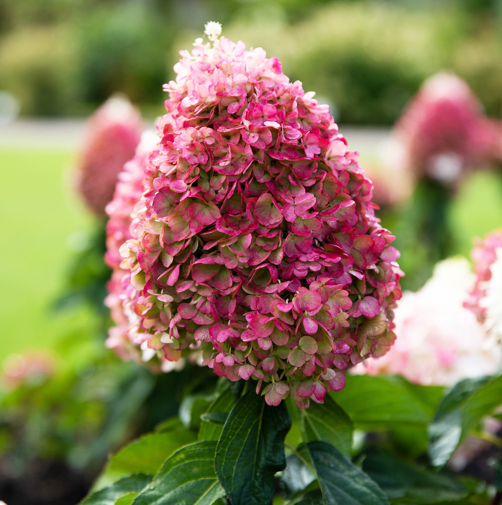 Buy Deciduous Shrubs Online from Plants2Gardens